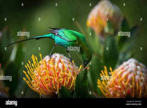 Malachite Sunbird Nectarinia Famosa Feeding On Nectar In A Pincushion