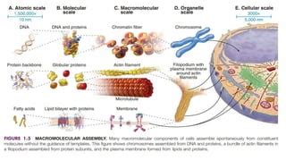 1 Introduction To Cell Biology PPTX Biological Sciences Science