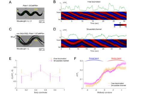 5 Ca 2 Imaging Shows That Pde Neurons Respond To Midbody Curvature Download Scientific Diagram