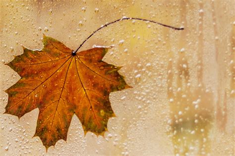 다색 나무의 배경에 창문의 젖은 유리에 가을 단풍 나무 클로즈업 가을 날에는 창문 밖에서 비가 내리세요 0명에 대한 스톡 사진