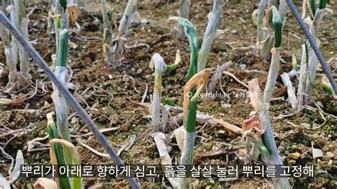 파테크 대파키우기 씨앗 씨뿌리기 모종 심기 파종시기 수확시기 네이버 Tv