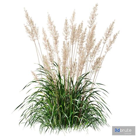 Hq Plants Nassella Tenuissima Fruit 3d Model Buy Download 3dbrute