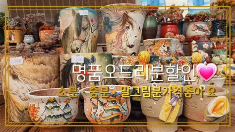 다육들의향연😍명품오드리분💥또할인💥소분 와인잔분 가격착한말그림분🤩넘 좋아요22223korean Succulents
