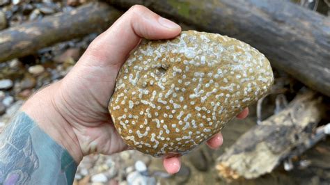 Coral Fossils From Silurian Time Period R Fossils