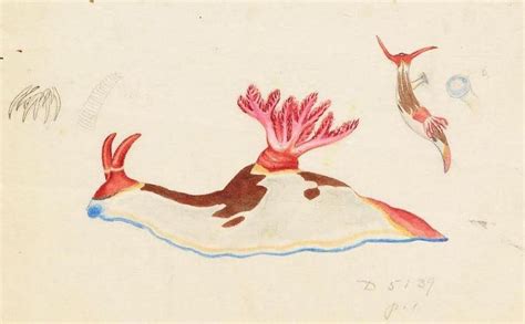 Kumataro Itos Illustrations Of Nudibranchs From The Uss Albatross