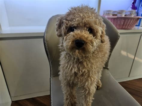 토이푸들 별이 치와와키우는방법 코카스파니엘키우는방법 폼스키키우는방법 폼치키우는방법 폼피츠키우는방법 푸숑키우는방법 노르웨이숲키우는방법 뱅갈키우는방법 샴키우는방법 셀커크렉스