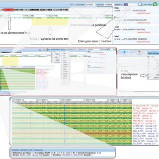 Visualization Of Cis Regulatory Elements With Sequence Variations Download Scientific Diagram
