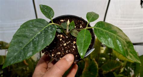 Schefflera Delavayi Brians Botanicals