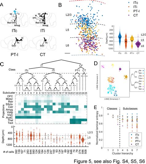 Figure 5 From High Throughput Mapping Of Long Range Neuronal Projection Using In Situ Sequencing