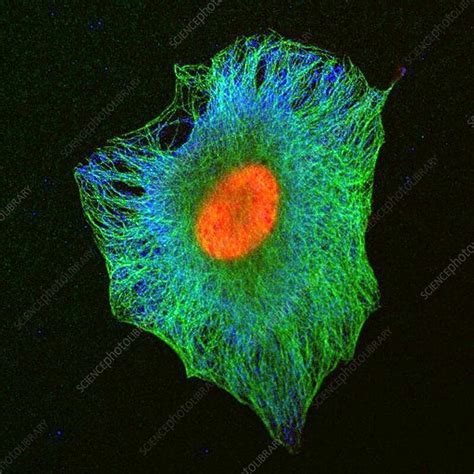 Human Cell Showing Nucleus And Tubulin Light Micrograph Stock Image