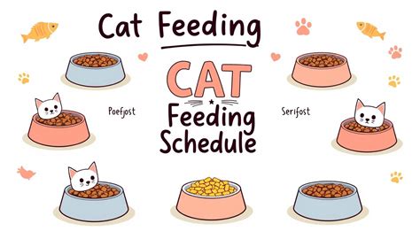Ideal Cat Feeding Schedule Ensure Your Cat S Nutrition