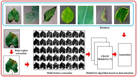 A Plant Disease Classification Algorithm Based On Attention Mobilenet V2