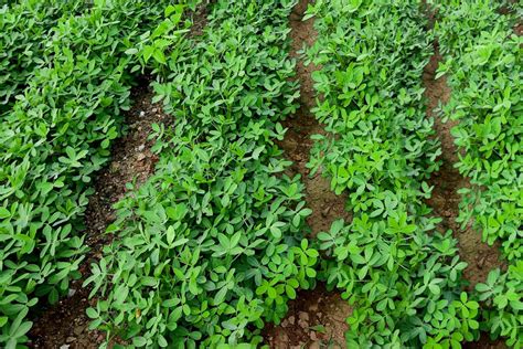 Peanuts Plant Care And Growing Guide