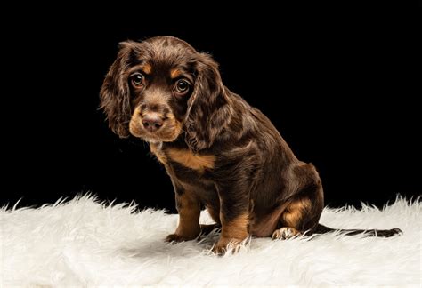 Rumble Cocker Spaniel Puppy Photography Session Scottish Dog