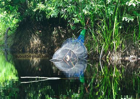 Republic Of Gis The Right Traps For Turtle Conservation Research Method