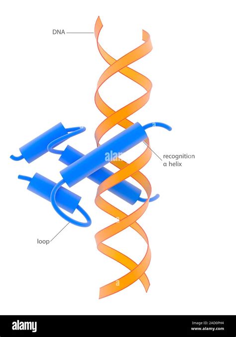 Helix Loop Helix Dna Binding Domain Illustration Of A Regulatory