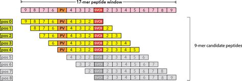 Example Of Candidate Neoantigen Evaluation This Figure Shows The Download Scientific Diagram