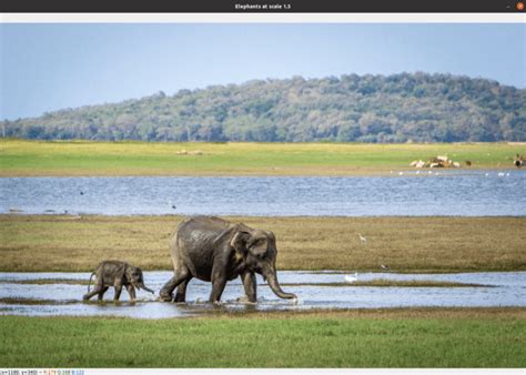 Opencv How To Resize Image Codingem