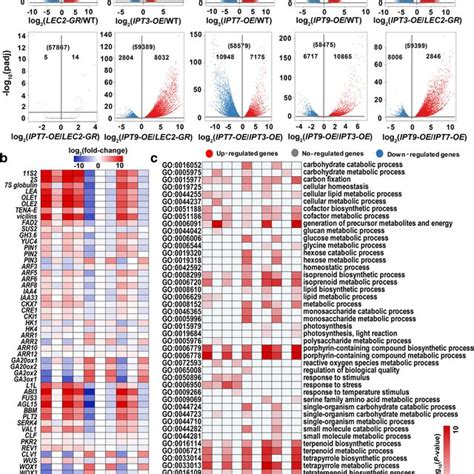 Gene Expression Profiling Of Wild Type And Different Transgenic Lines