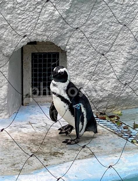 ペンギン No 22311932｜写真素材なら「写真ac」無料（フリー）ダウンロードok