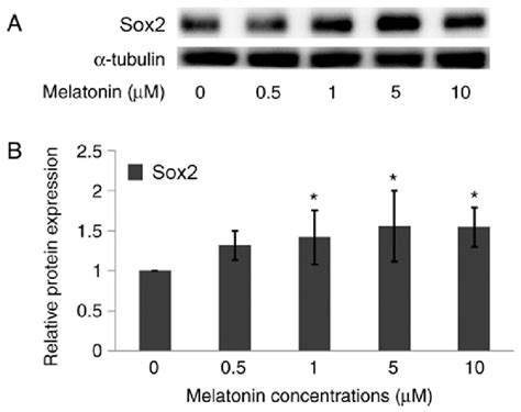 Protein Expression Of Sox2 In Rt4 D6p2t Schwann Cells After Melatonin