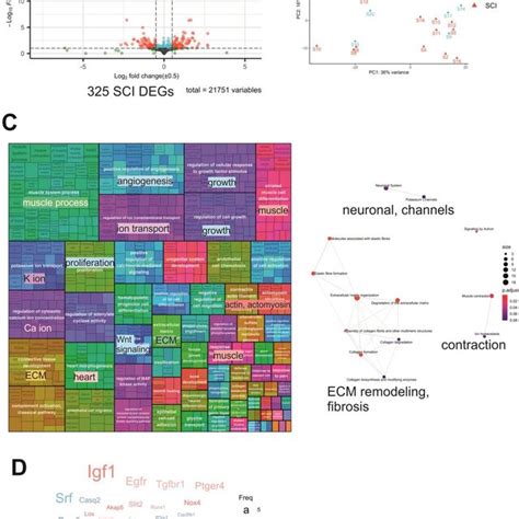Transcriptome Analysis Of Sci Mouse Bladders A Volcano Plot Of All Download Scientific