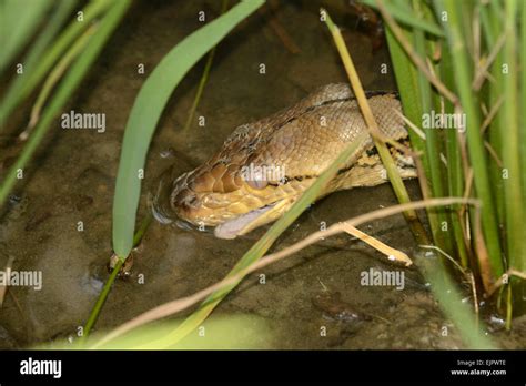 Reticulated Python Python Reticulatus Adult Close Up Of Head