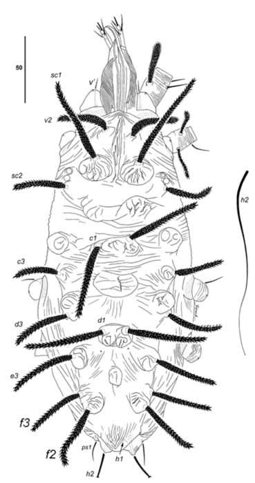 Gahniacarus Flat Mites Of The World