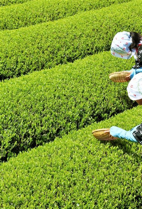 일본 녹차 홈스테이를 경험해보세요 일본 월간 웹매거진 Jnto