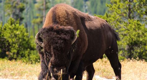 We Have Outlawed Wilderness — Can Rewilding Bring It Back Paul Jepson