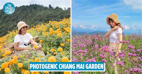 Ying Yong Flower Garden Chiang Mai Recreate Dreamy K Drama Photos