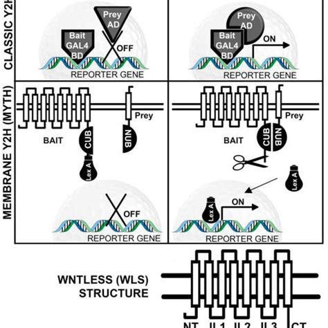 Yeast 2 Hybrid Screening Download Scientific Diagram