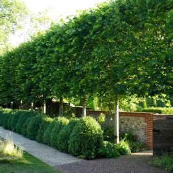 Hornbeam Frans Fontaine Columnar Plant Me Green