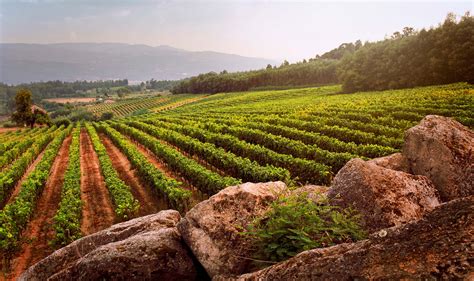 Northern Portugal Wine Region Guide