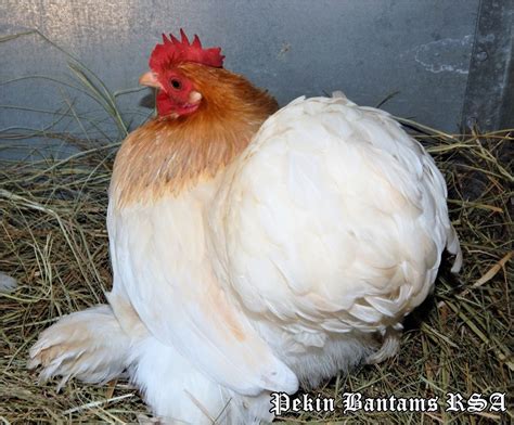 Pekin Bantams The Breed And Their Care Pekin Bantams Rsa Quality