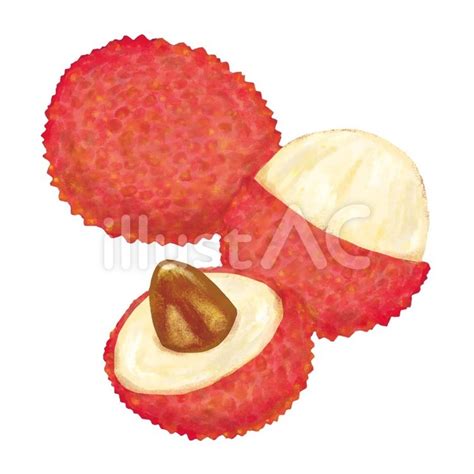 ライチイラスト No 22471528｜無料イラスト・フリー素材なら「イラストac」