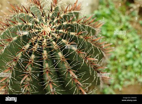 Fish Hook Cactus Hi Res Stock Photography And Images Alamy