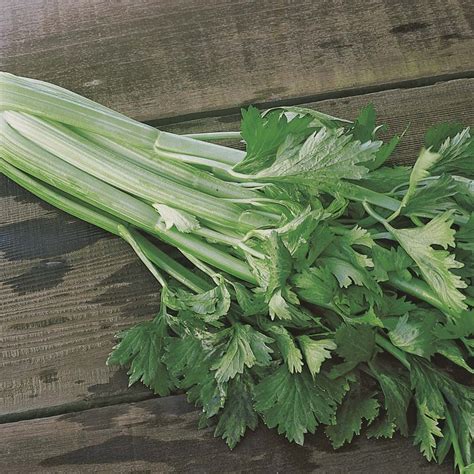 Celery Seeds Celery Seed D T Brown