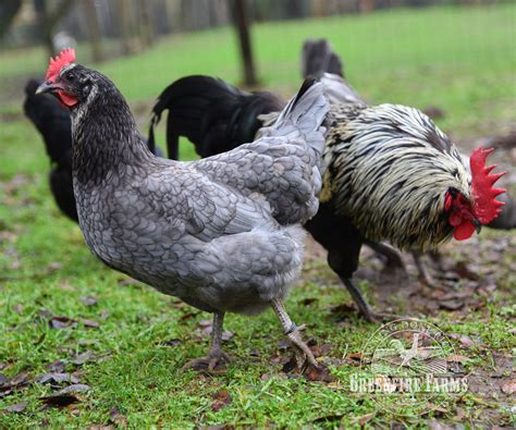 Greenfire Farms Silverudds Blue