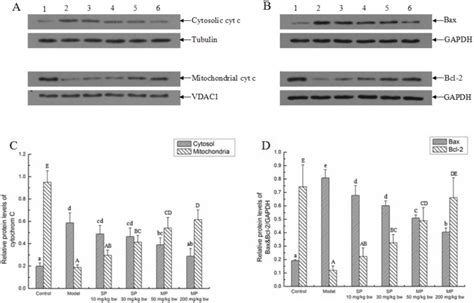 Inhibition Of Hepatocyte Apoptosis An Important Mechanism Of Corn Peptides Attenuating Liver