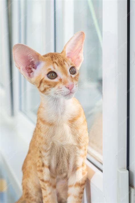 Premium Photo Red Cute Kitten Oriental Breed A Kitten With Big Ears