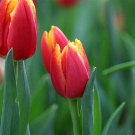 Jing Ming China Academy Of Chinese Medical Sciences Beijing Cacms