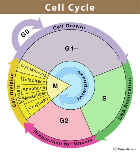Biology Chapter 11 Diagram Quizlet