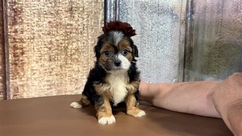 Healthypupscom Healthypupscom Added A New Photo