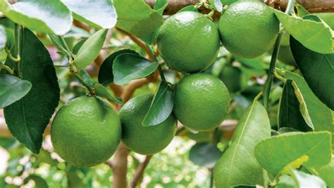 How To Protect Limes From Pests Abc Organic Gardener Magazine