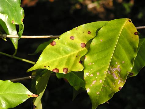 Cercospora Leaf Spot And Berry Blotch Of Coffee Pathogen Flickr
