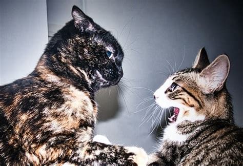 Cat Fights Dealing With Injuries Pd Insurance Nz