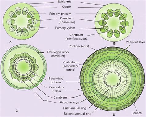 Xylem Development 3 Clipart Etc