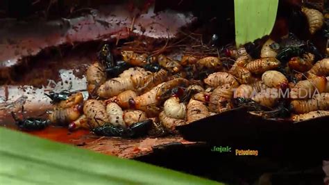 Woman Eats Coconut Worm Thisvid Com