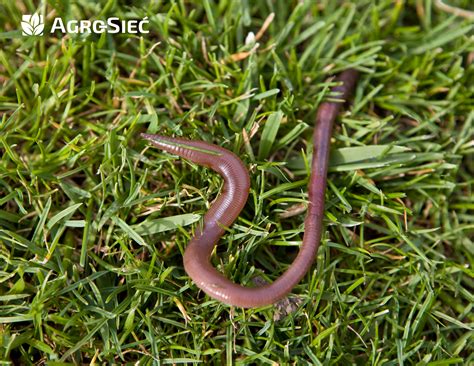 Dżdżownica Sprzymierzeniec Rolnika W Trosce O żyzność Gleby Agro Sieć